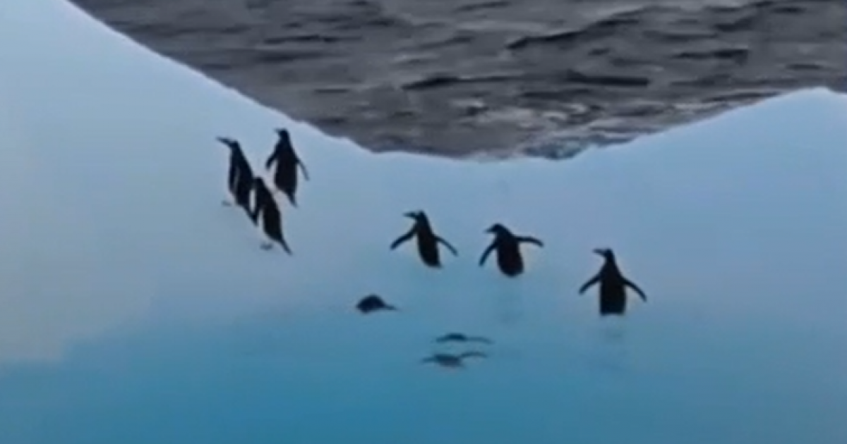 Μια παρέα πιγκουίνων διασκεδάζει χοροπηδώντας σε παγόβουνο (Βίντεο) | Alfavita